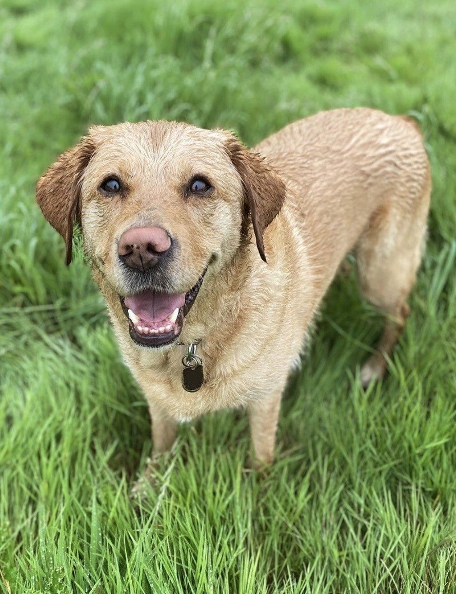 Celebrating International Guide Dog Day | EDF